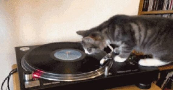 Cat Gifs - We Love Cats and Kittens