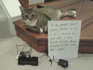 15 of the World's Naughtiest Cats!