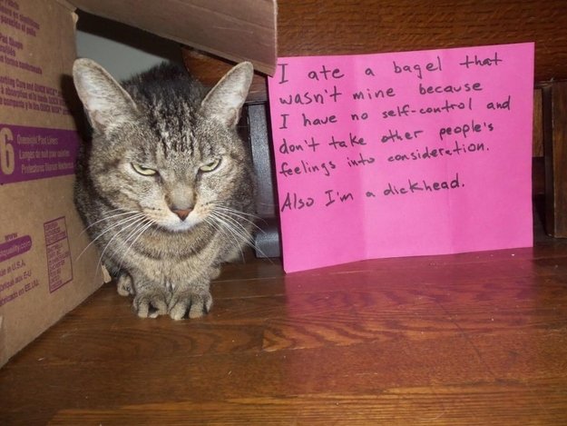 15 of the World's Naughtiest Cats!