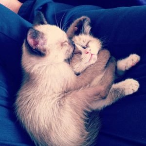 25 Incredibly Cute Pictures of Cuddling Cats - We Love Cats and Kittens