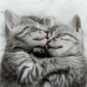 25 Incredibly Cute Pictures of Cuddling Cats - We Love Cats and Kittens