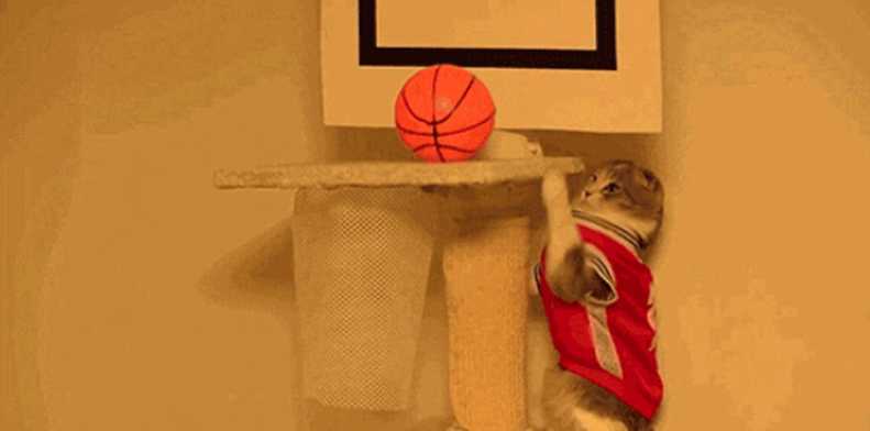 7 Best Cat Gifs of the Week – 13th December 2014