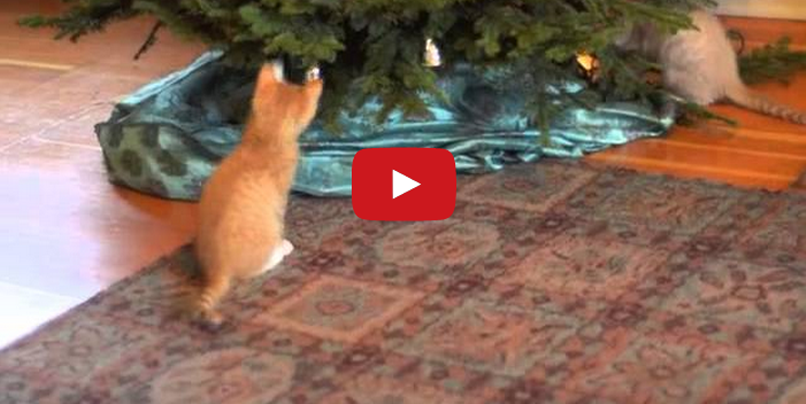 Jingle Bells With Kittens All the Way!