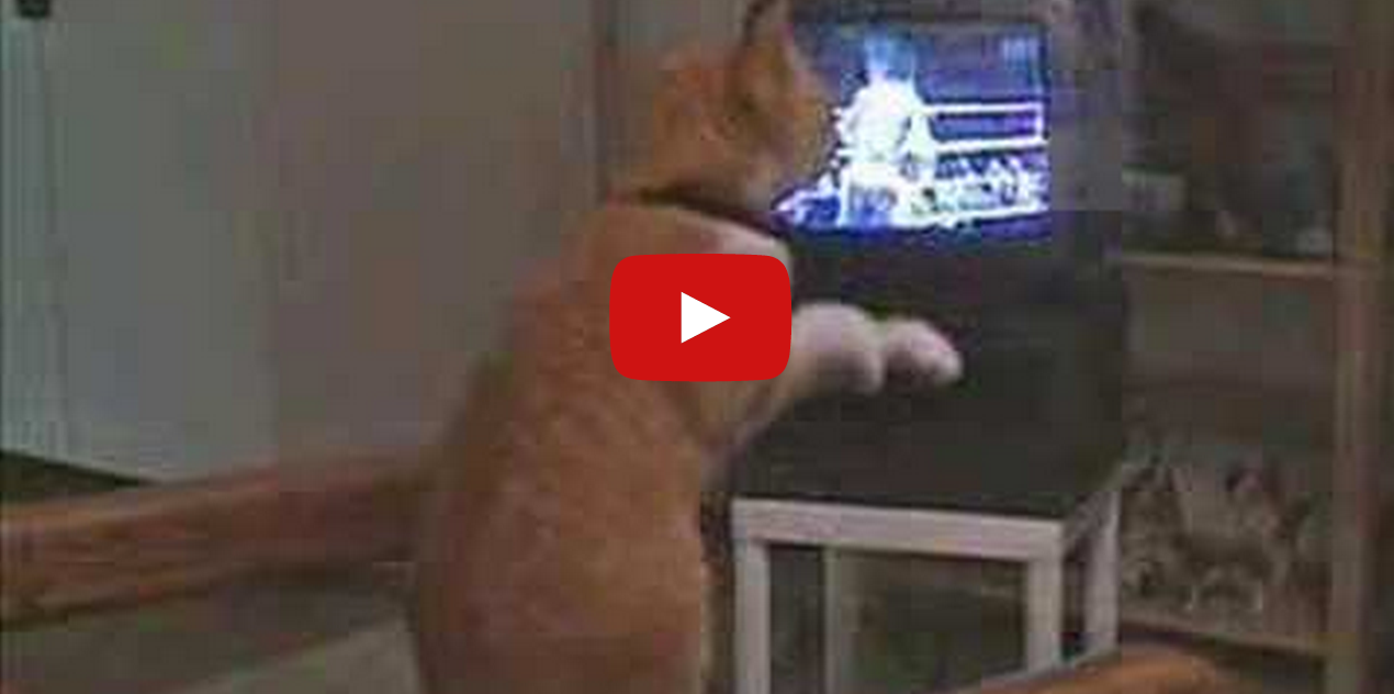 This Kitty Can Certainly Throw a Punch or Two!