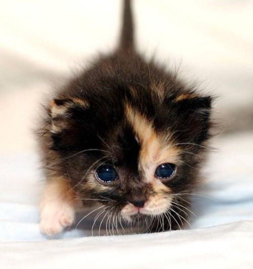 Too Cute 2nd January 2015 Too Cute 2nd January 2015