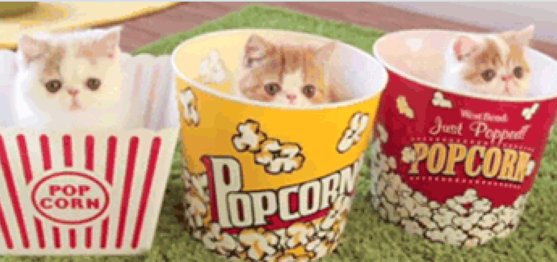 7 Best Cat Gifs of the Week – 31st January 2015