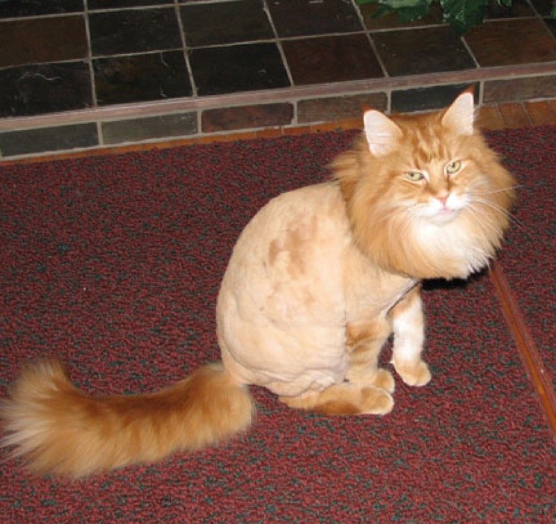18 Unhappy Cats That Hate Their Stupid Haircuts 18 Unhappy Cats That Hate Their Stupid Haircuts