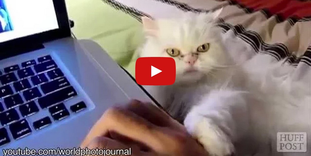 Cats That Have Their Humans Trained!