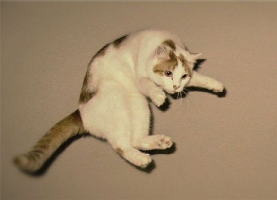14 Awesome Pictures of Cats Jumping