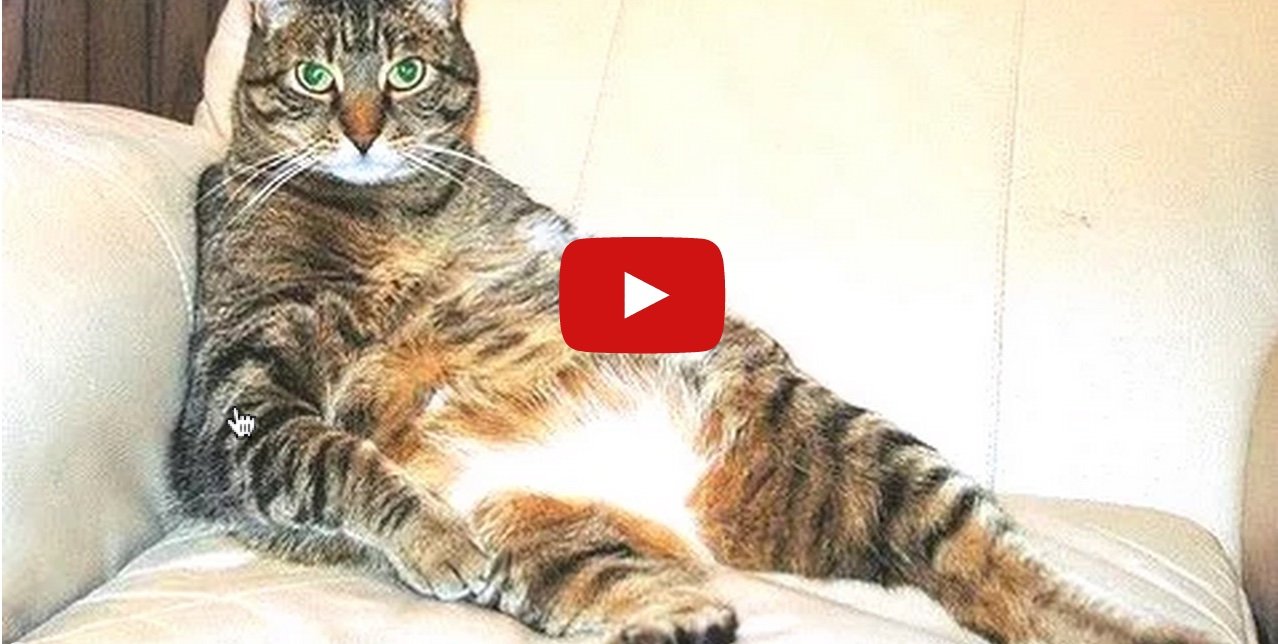 Cats Sitting Like Humans - We Like Cats and Kittens
