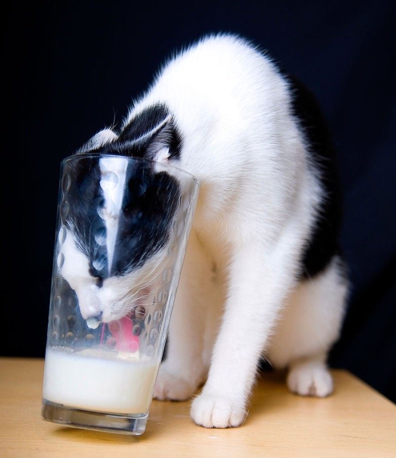 16 Naughty Cats Caught In The Act Of Stealing 16 Naughty Cats Caught In The Act Of Stealing