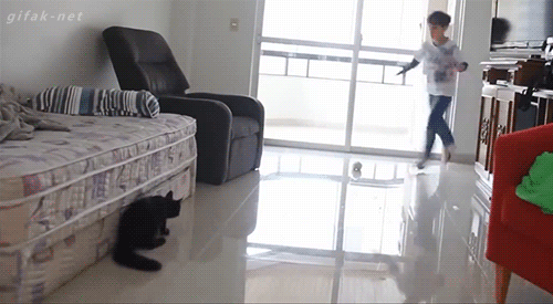 7 Best Cat Gifs of the Week – 18th April 2015