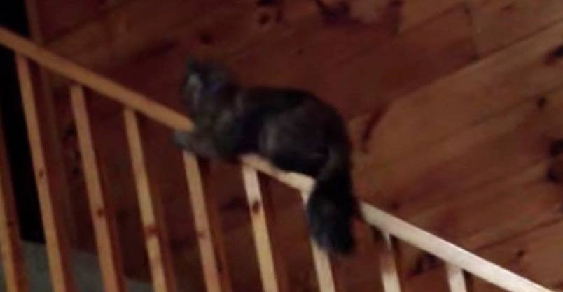 Crazy Cat Slides Down the Banister!