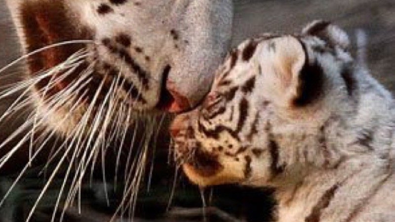 The Classic Head Boop - 18th May 2015