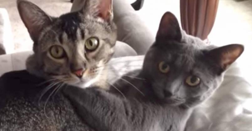 Reasons Why You Should Get A Second Cat