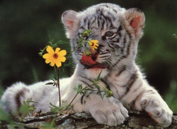 16 Cats That are Full of the Joys of Spring