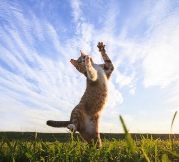 16 Cats That are Full of the Joys of Spring