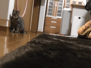 7 Best Cat Gifs of the Week – 27th June 2015
