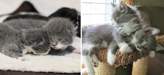 15 Amazing Before and After Pictures of Cats That Will Make Your Day