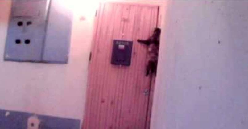 Clever Cat Rings Doorbell to get Back in the House