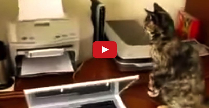 Kitty's Reaction to a Printer is Hilarious