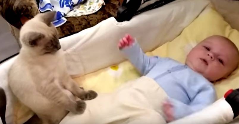Kitten Helps Calm Down Baby - We Love Cats and Kittens
