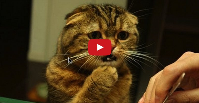 Cute Cats Feeling Confused - A Great Compilation - We Love Cats and Kittens