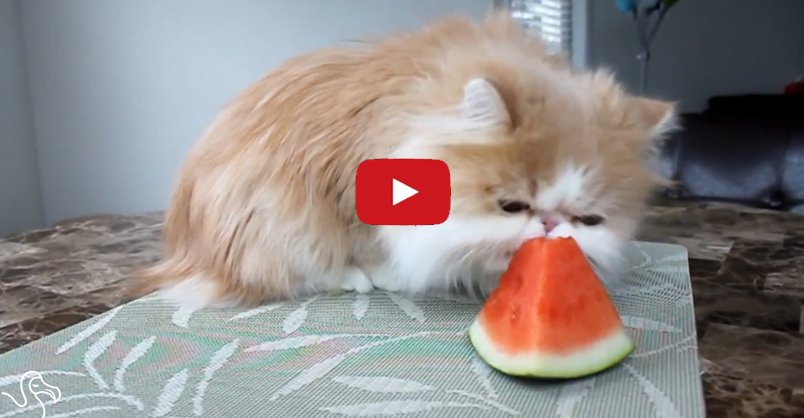 Cats Eating Watermelon - We Love Cats and Kittens