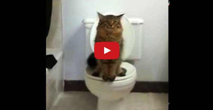 The Cat That Uses Human Toilet While Standing On Two Legs - We Love ...