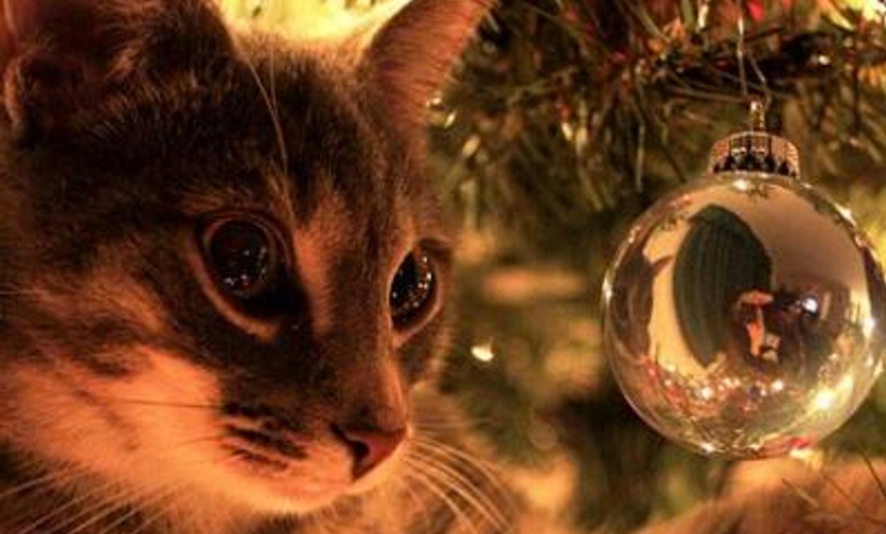 Christmas Kitty - 11th December 2015 - We Love Cats and Kittens