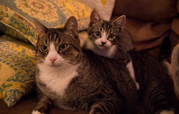 30 Great Pictures of Cats with Their ‘Mini Me’ - We Love Cats and Kittens