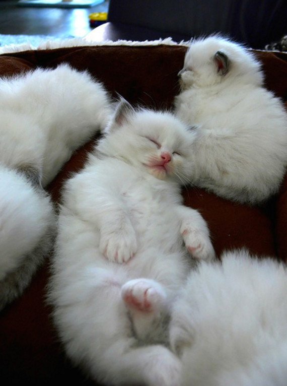 Hello Handsome ! - 9th December 2015 - We Love Cats and Kittens