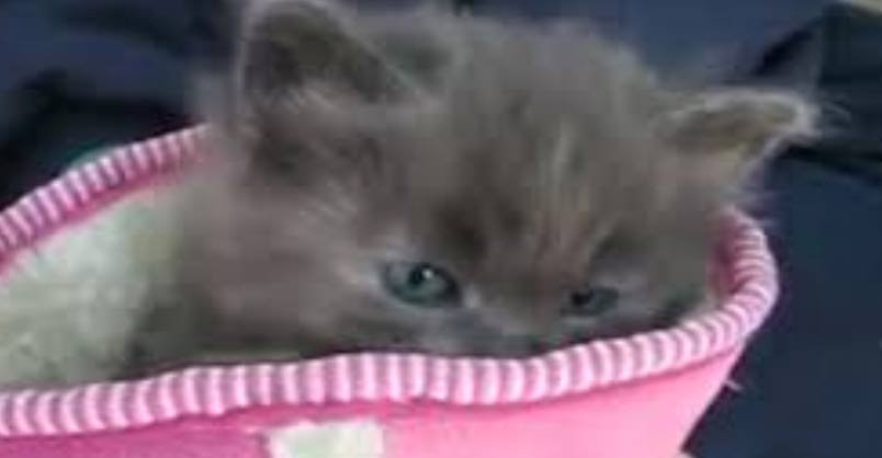 Cats Chillin' in Shoes - We Love Cats and Kittens