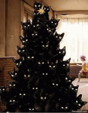 7 Best Cat Gifs of the Week - 2nd January 2016 - We Love Cats and Kittens