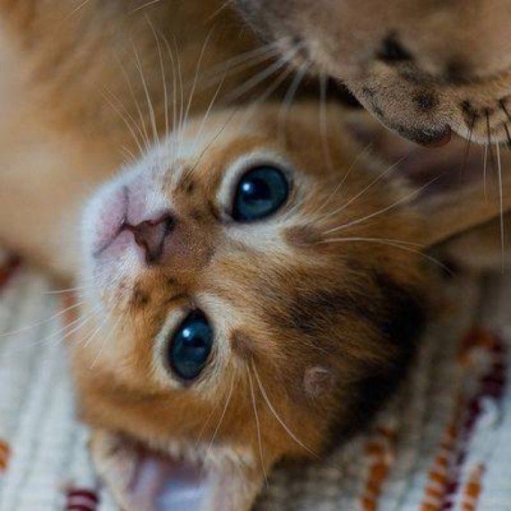 Beautiful Cat - 17th February 2016 - We Love Cats and Kittens