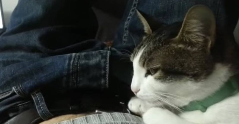 My Cat Says Bless You When I Sneeze ! - We Love Cats and Kittens