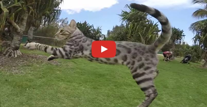 Boomer the Dog-Leaping Cat - We Love Cats and Kittens