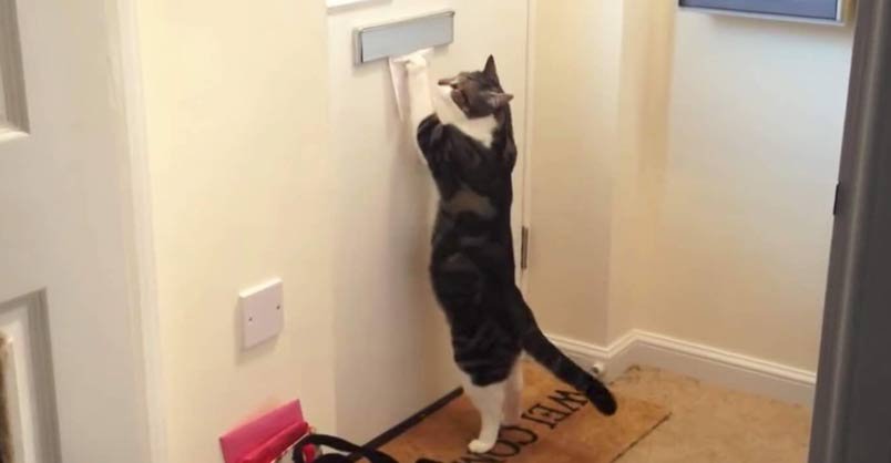 Hilarious! These Kitties Collect the Mail!
