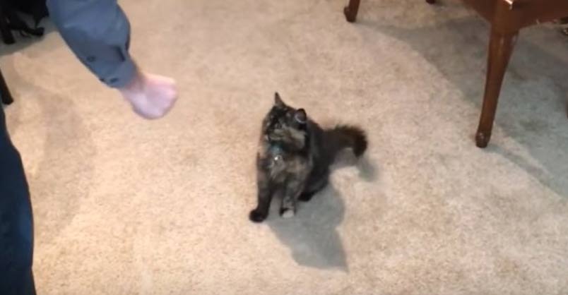 Mimsy Shows You How Easy It Is To Train A Cat - We Love Cats and Kittens