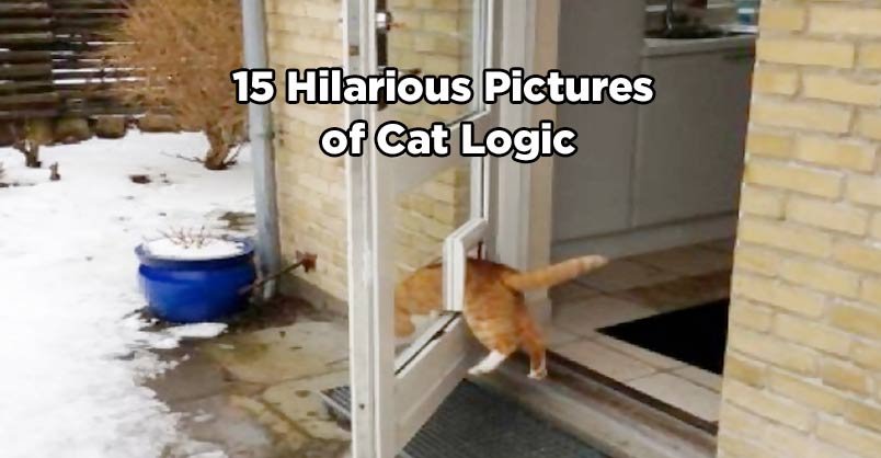 15 Hilarious Pictures of Cat Logic - We Love Cats and Kittens