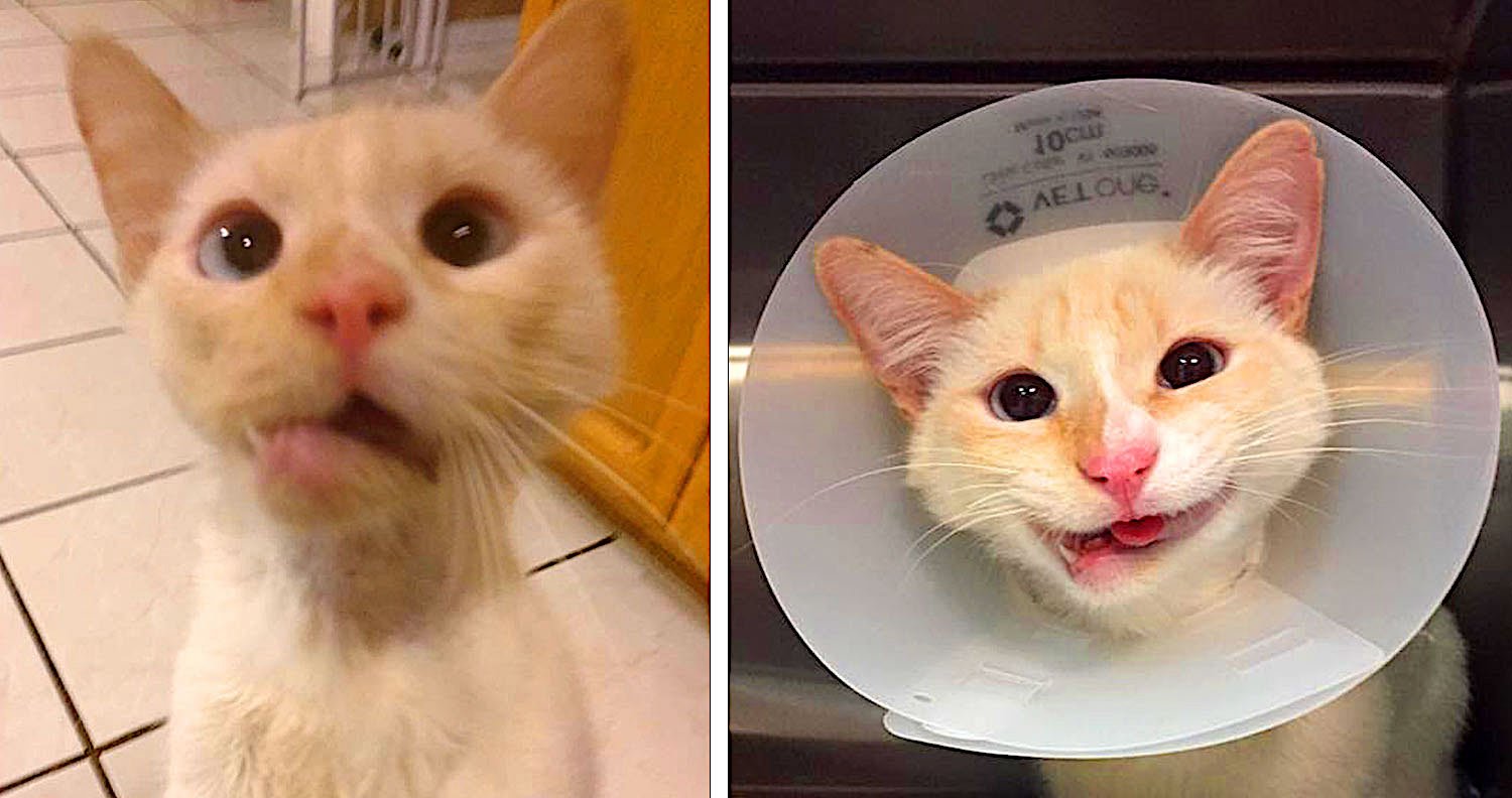 Meet Duchess, The Rescue Cat That Shows Her Lovely Smile - We Love Cats ...