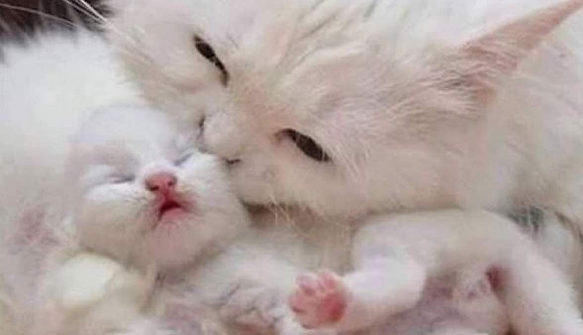 Cats and Kittens on Instagram – 17th May 2016 - We Love Cats and Kittens