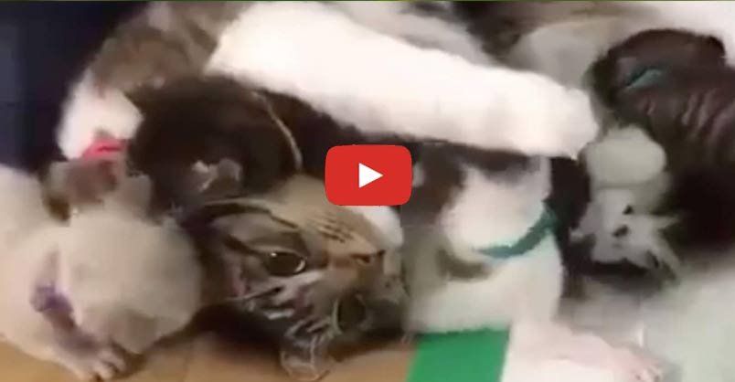 Adorable Mother and Her Pile of Kittens - We Love Cats and Kittens