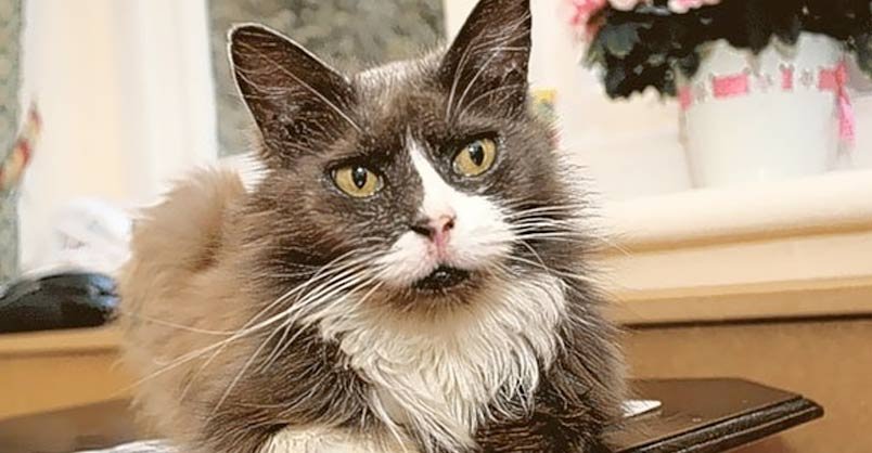 Cat Separated From Human Tracks Her Down At Nursing Home - We Love Cats ...