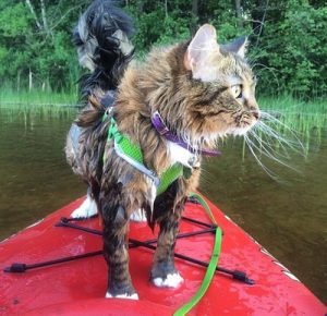 24 Adventure Cats That Enjoy The Great Outdoors