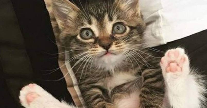 Hello There Cheeky ! - 28th July 2016 - We Love Cats and Kittens