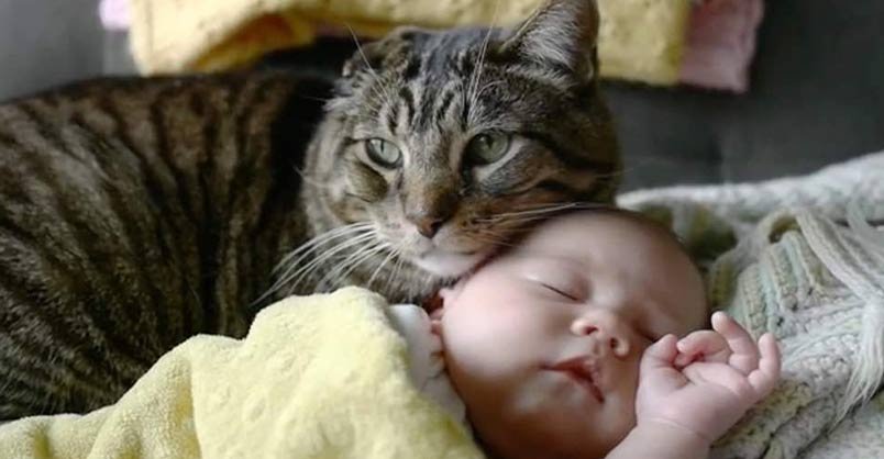 Cat Preciously Watches Over Newborn Baby - We Love Cats and Kittens