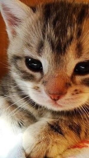 Too Cute ! - 2nd August 2016 - We Love Cats and Kittens