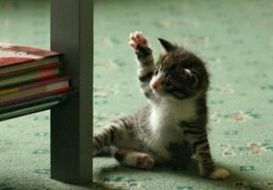 19 Awesome Pictures of Cats Who Are Excellent at Being Ninja - We Love ...
