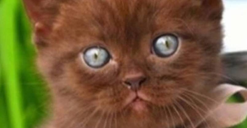 Chocolate Color Cutie - 18th November 2016 - We Love Cats and Kittens